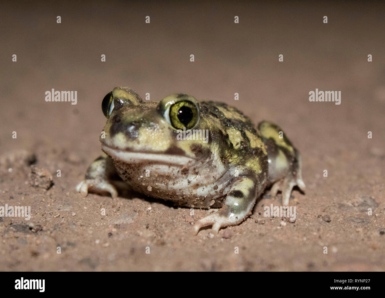 Le projet grenouille Banque de photographies et d’images à haute ...