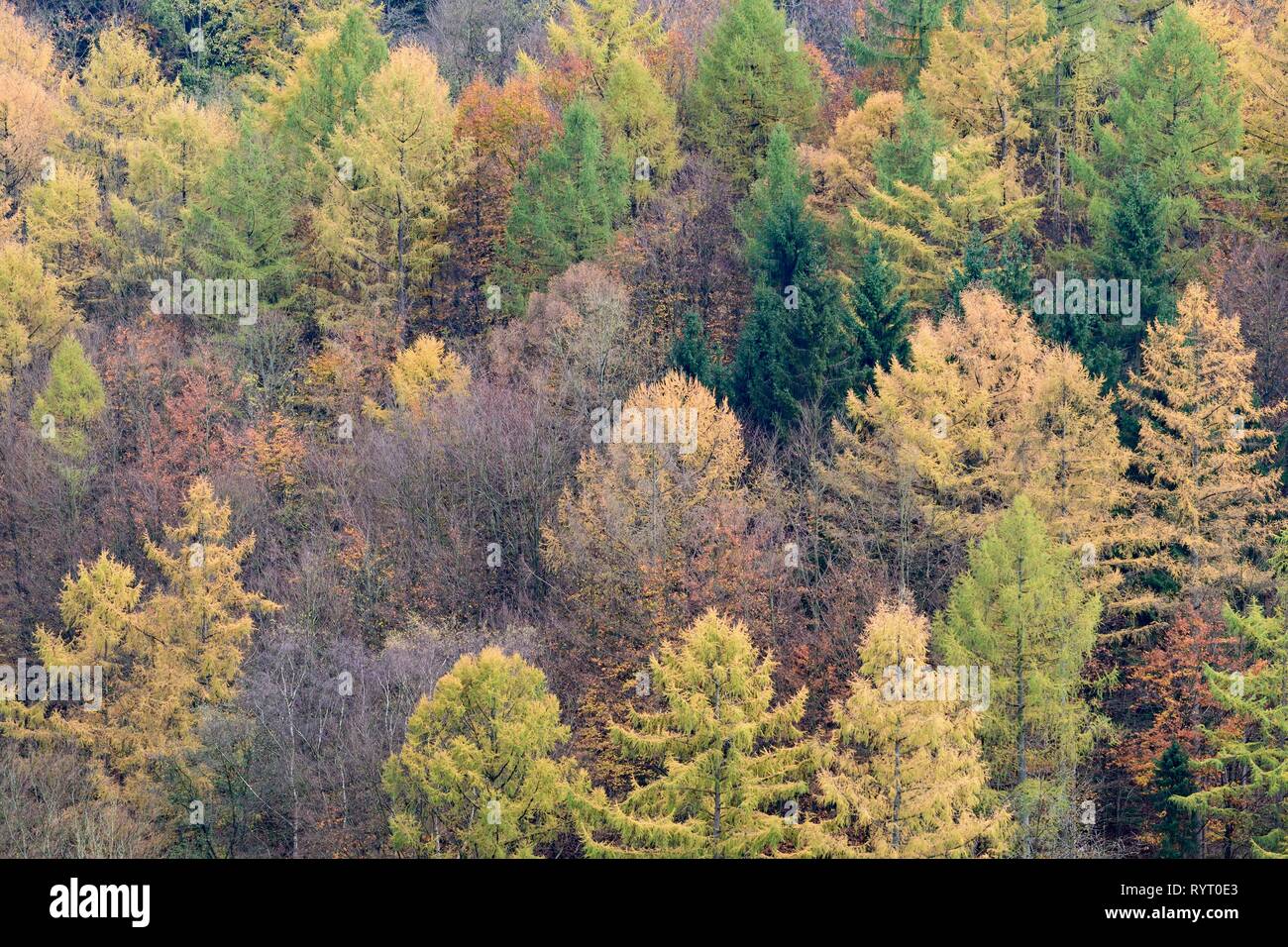 Forêt mixte avec le mélèze (Larix), d'épicéas (Picea abies) et commune ...