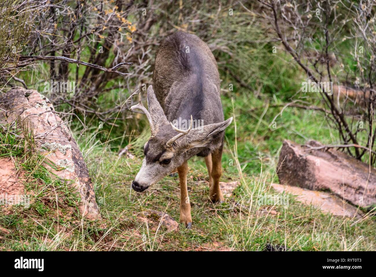 Le cerf mulet (Odocoileus hemionus), Young Buck marche à travers les ...