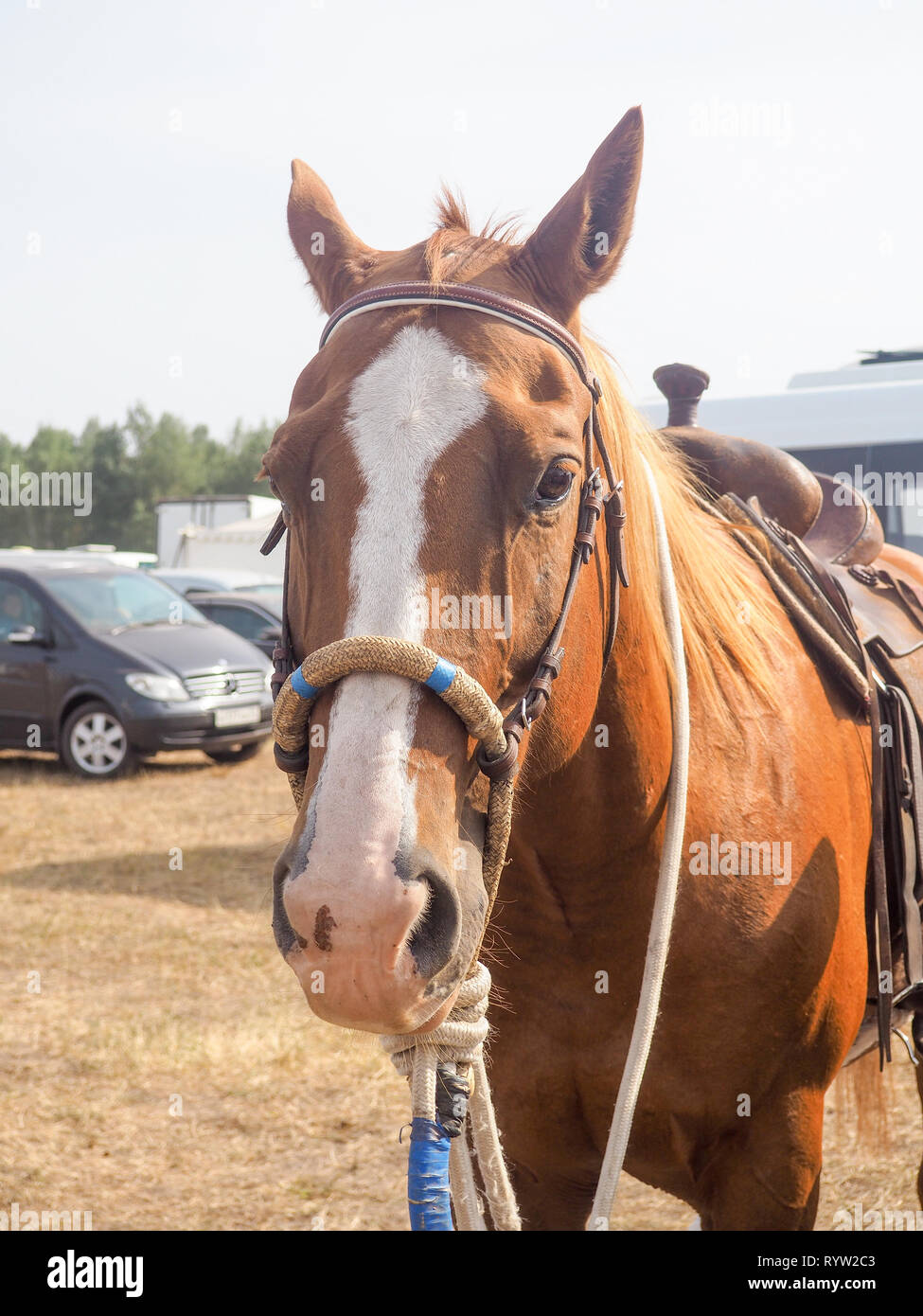 Visage de cheval Banque de photographies et d’images à haute résolution ...