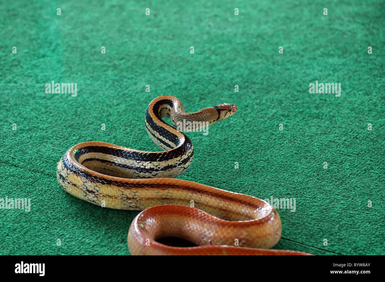 Photos de serpents Banque de photographies et d’images à haute ...