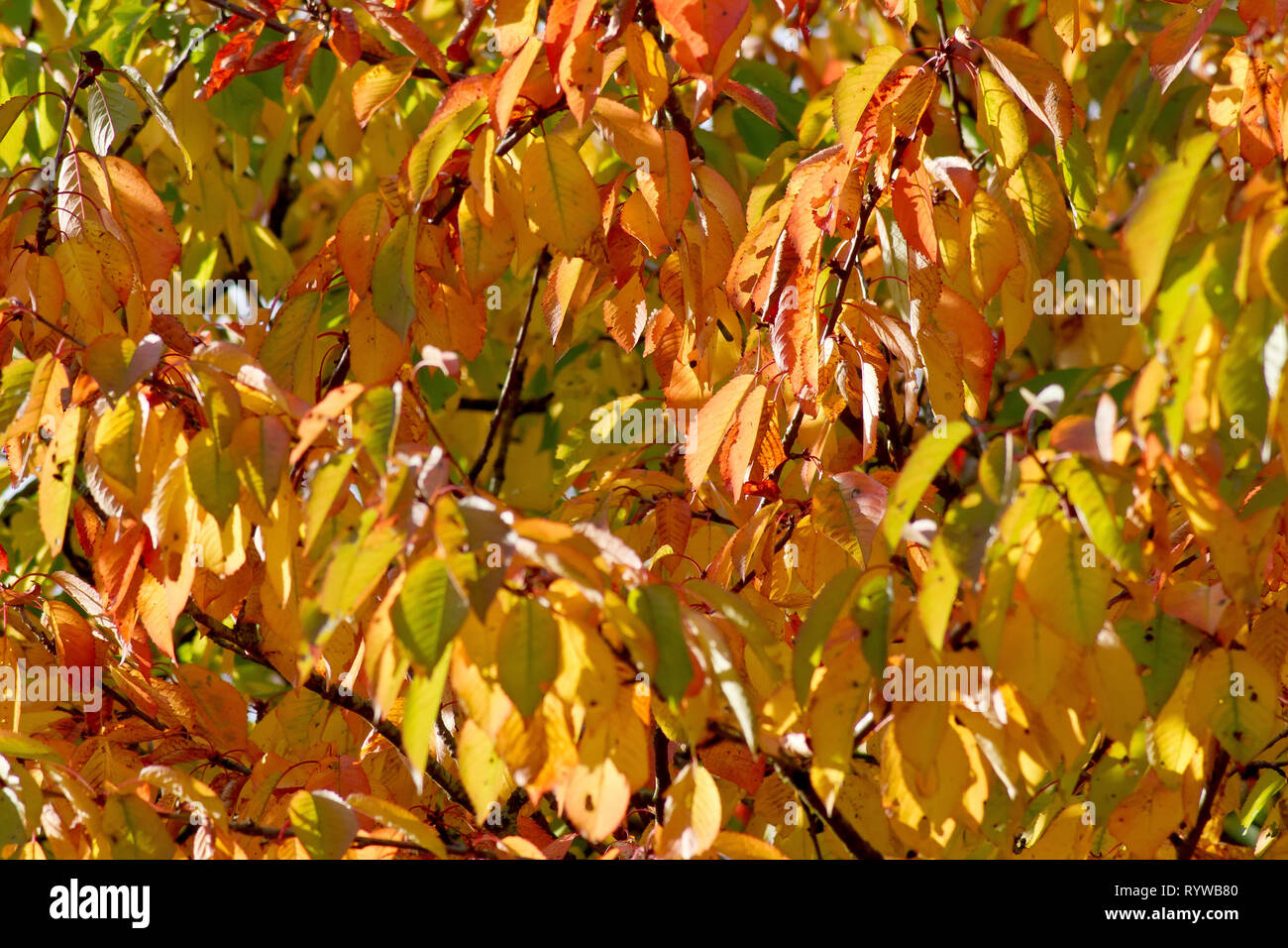 Feuilles de cerisier en automne Banque de photographies et d’images à ...