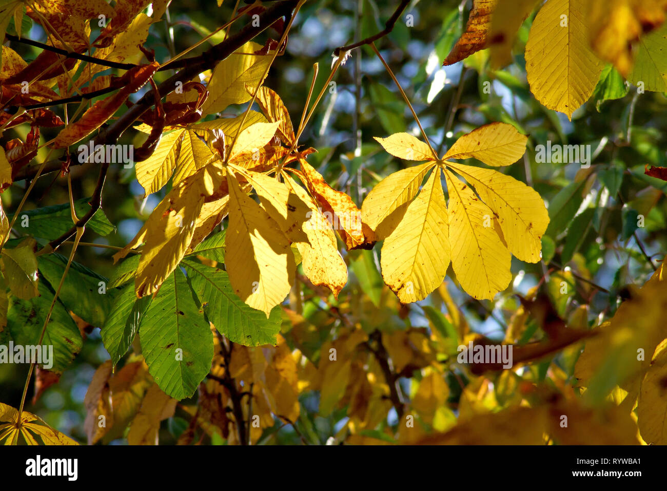 Arbre de marronnier en automne Banque de photographies et d’images à ...