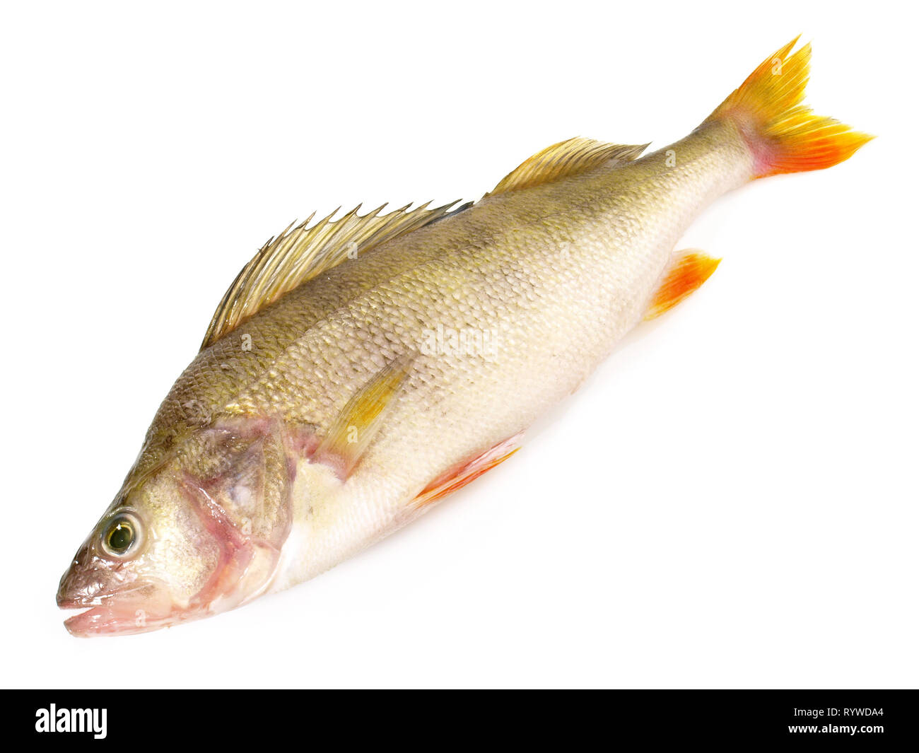 Poisson perche sauvage Banque d'images détourées - Alamy