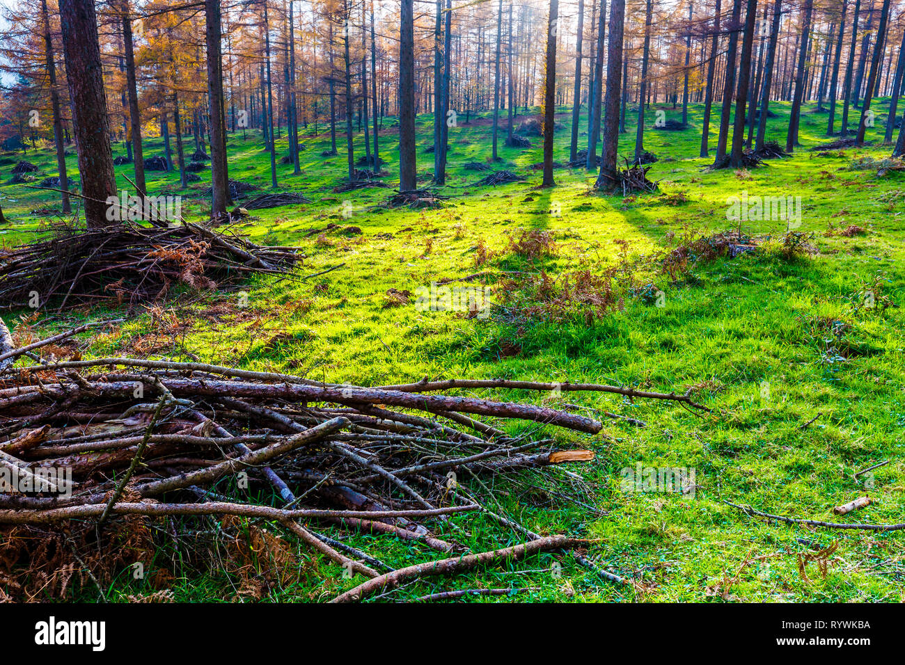 Larch larix sp Banque de photographies et d’images à haute résolution ...