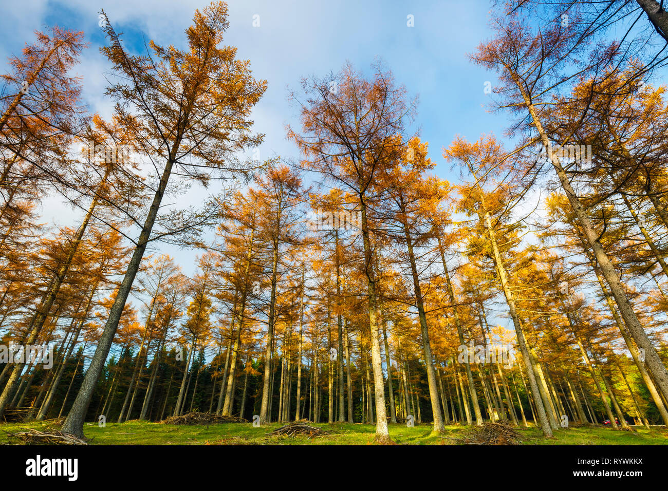 Larch larix sp Banque de photographies et d’images à haute résolution ...