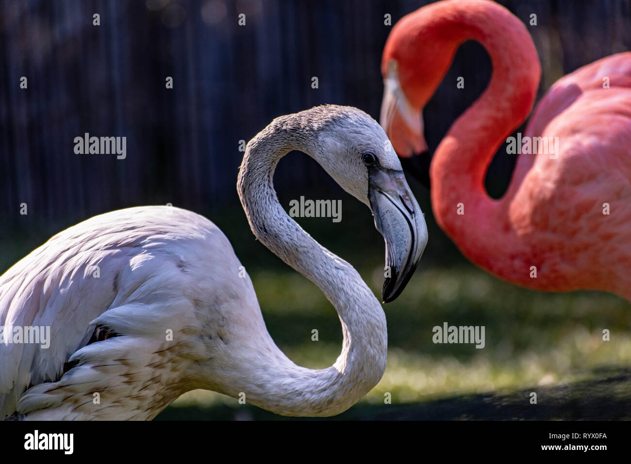 Flamant rose dans son habitat naturel Banque de photographies et d ...