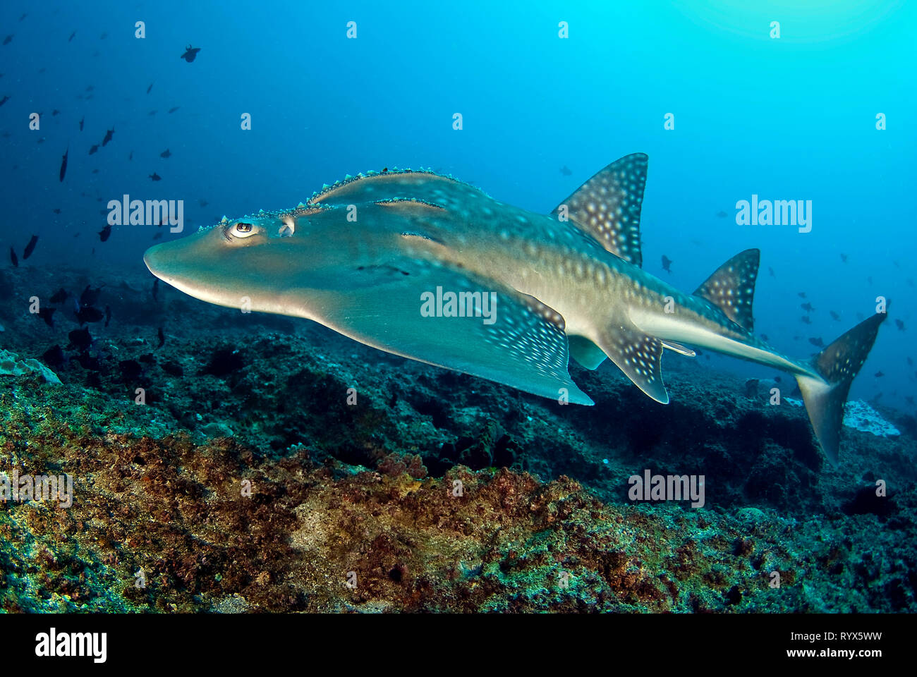 Bowmouth guitarfish Banque de photographies et d’images à haute ...