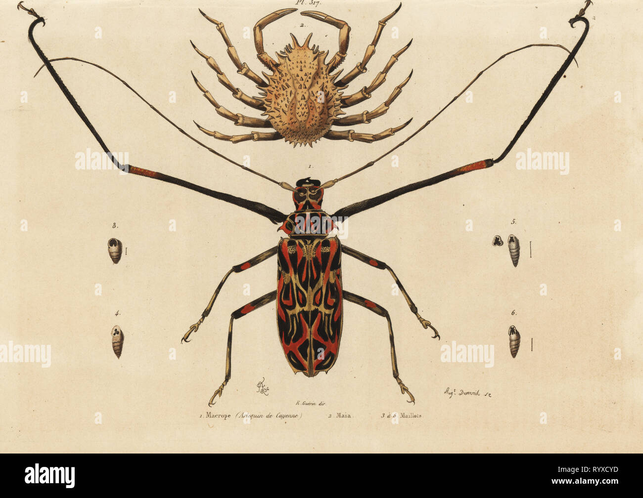 Acrocinus longimanus harlequin beetle Banque de photographies et d ...