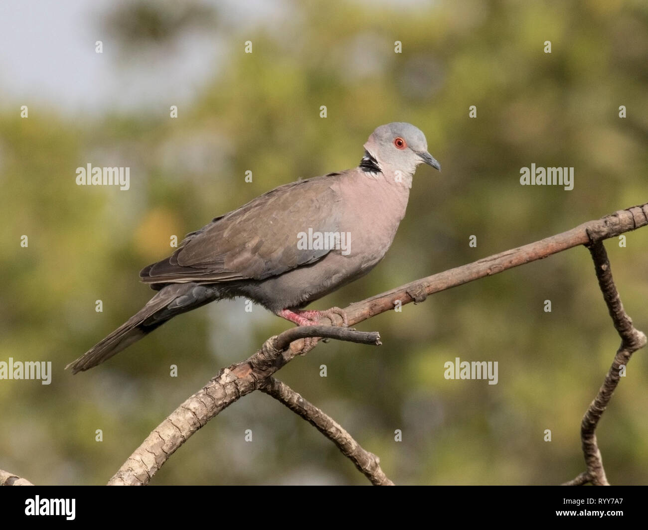 Pigeon aux yeux rouges Banque de photographies et d’images à haute ...