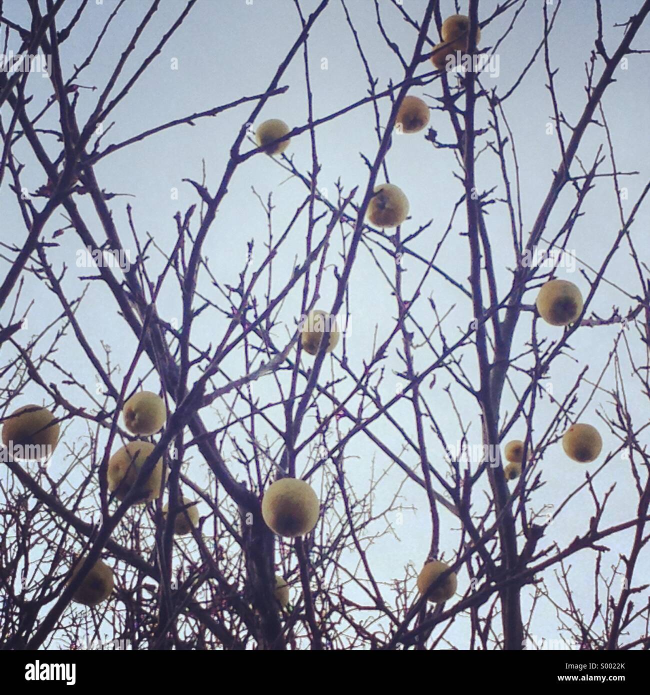 Arbre De Pommes Banque d'image et photos - Alamy