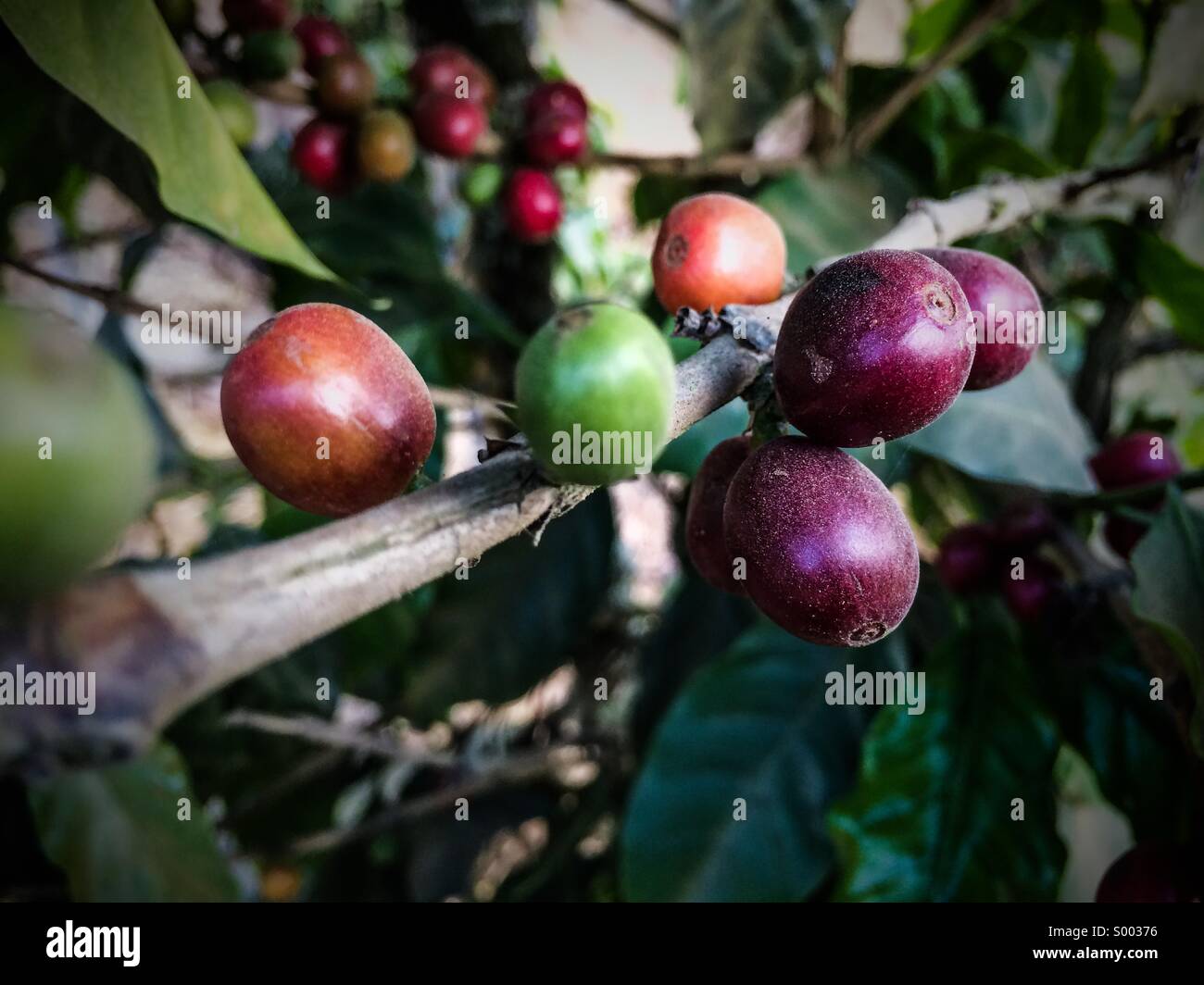 Fruits de café Banque de photographies et d’images à haute résolution ...