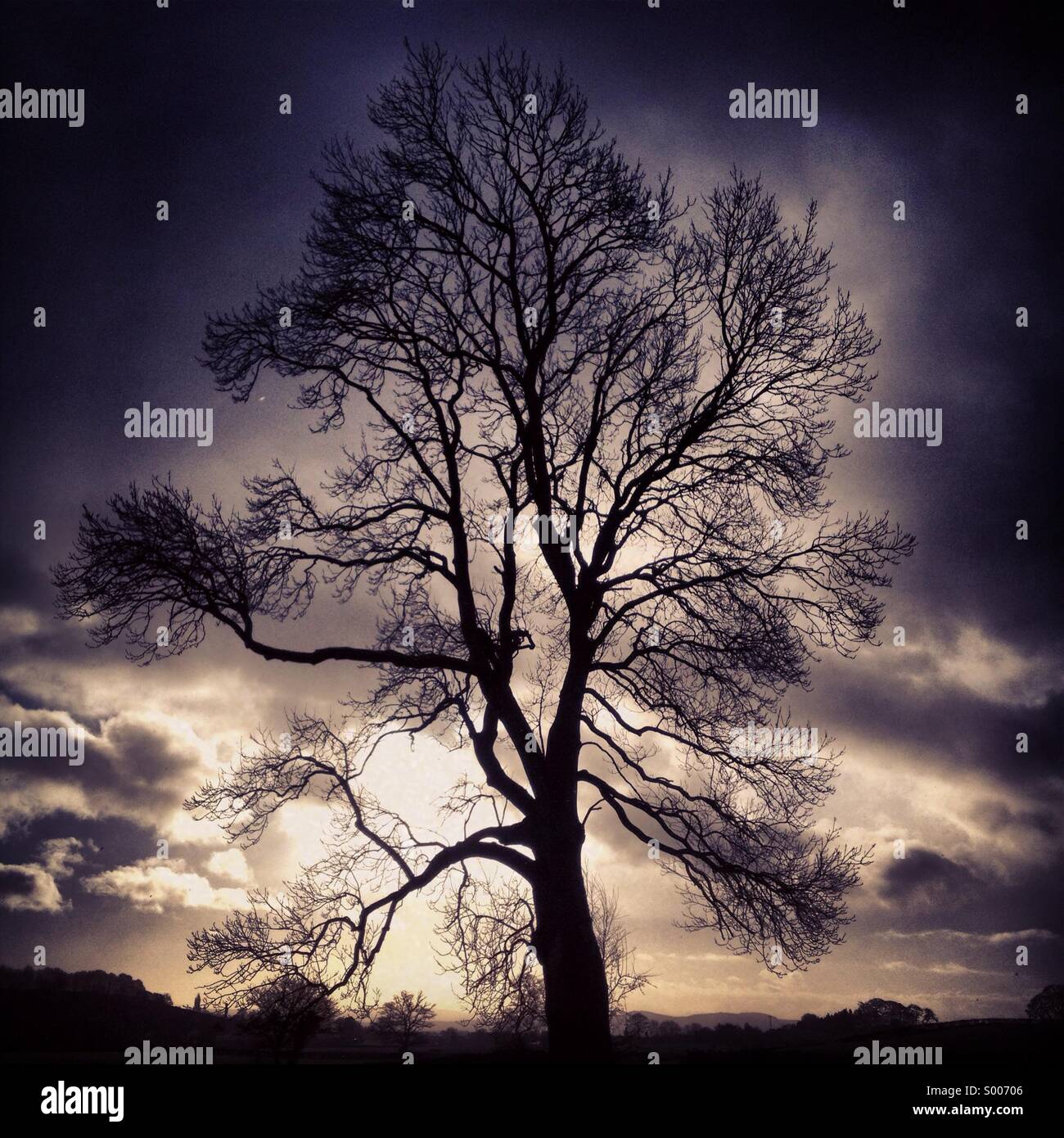 Ombre Dun Arbre Banque d'image et photos - Alamy