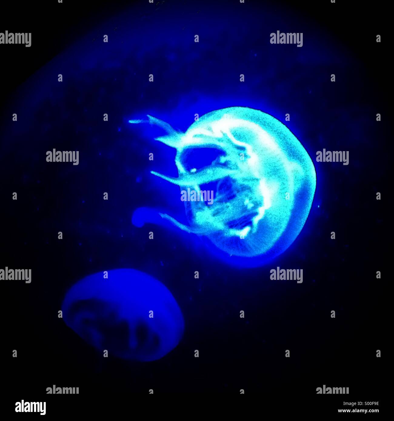 Méduses phosphorescentes Banque de photographies et d’images à haute ...