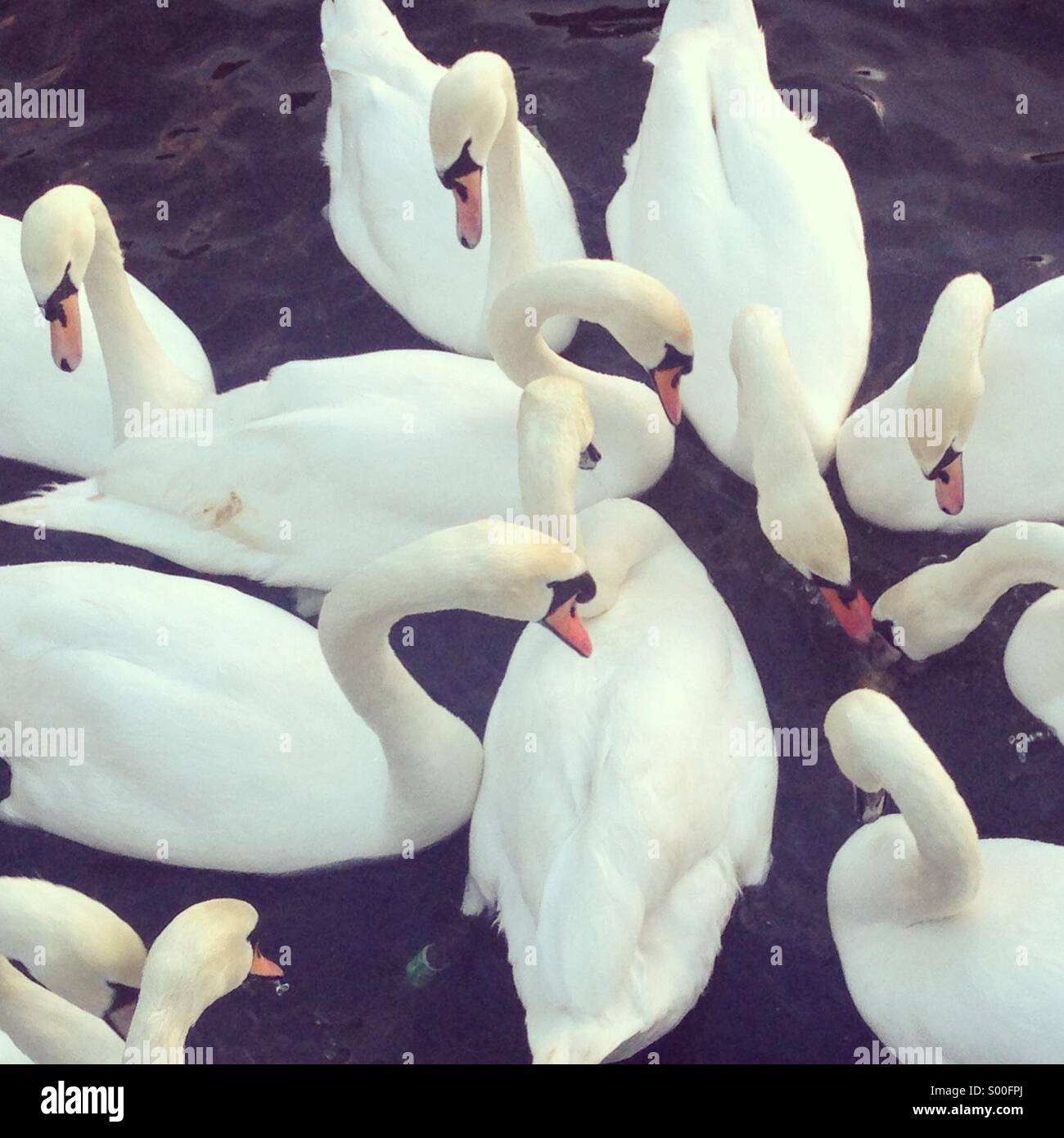 Des cygnes Banque de photographies et d’images à haute résolution - Alamy