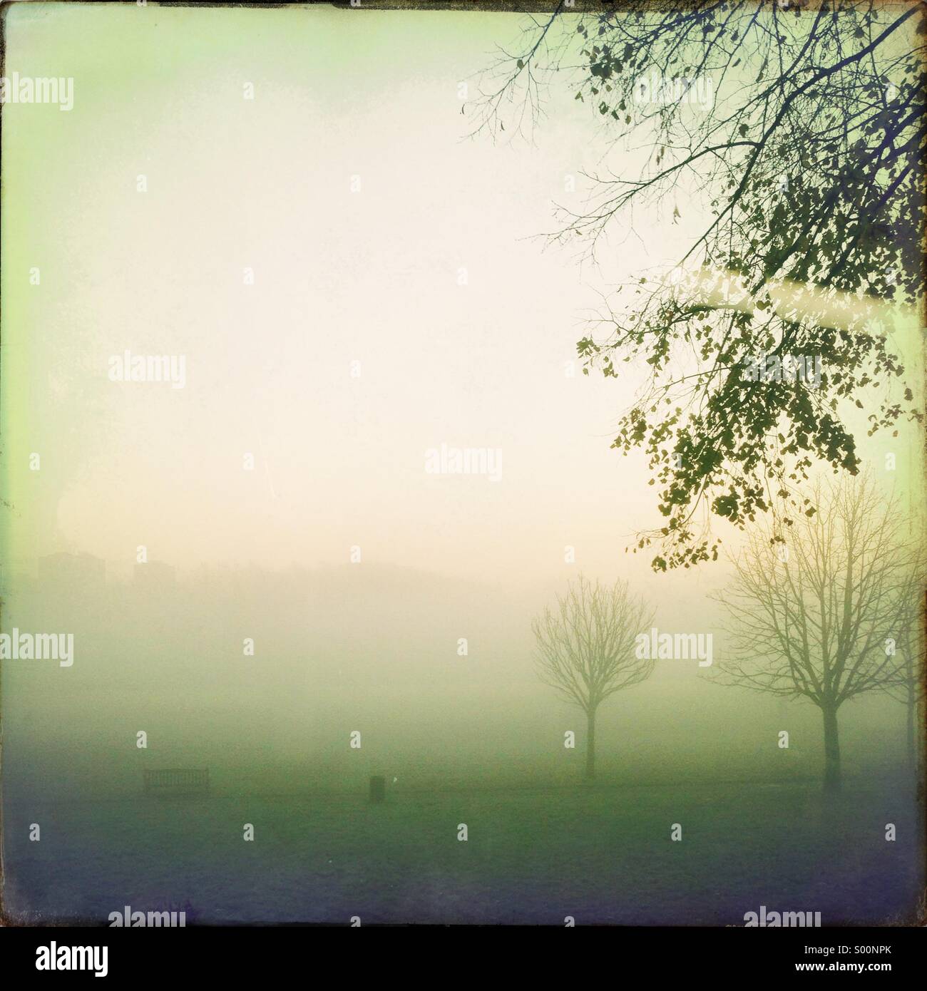 Arbres Dans Le Brouillard Banque d'image et photos - Alamy