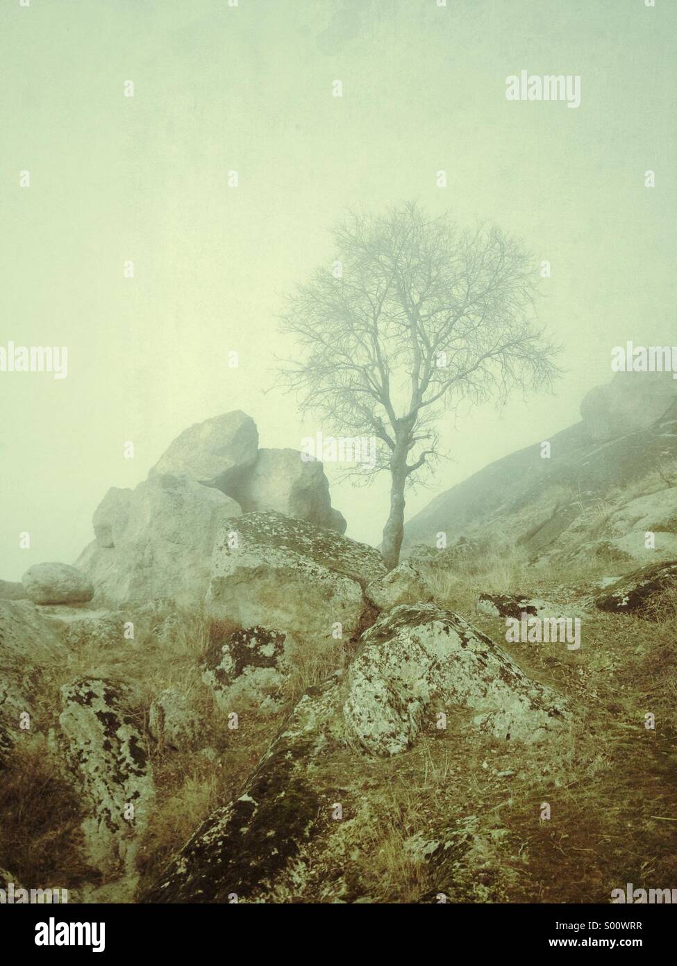 Arbre Solitaire Solitaire Banque d'image et photos - Alamy