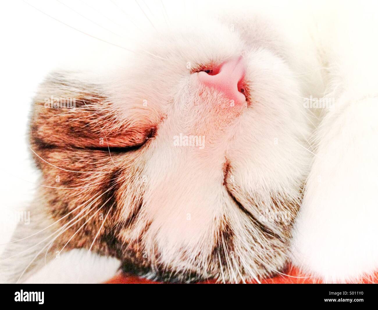 Feline sleep Banque de photographies et d’images à haute résolution - Alamy