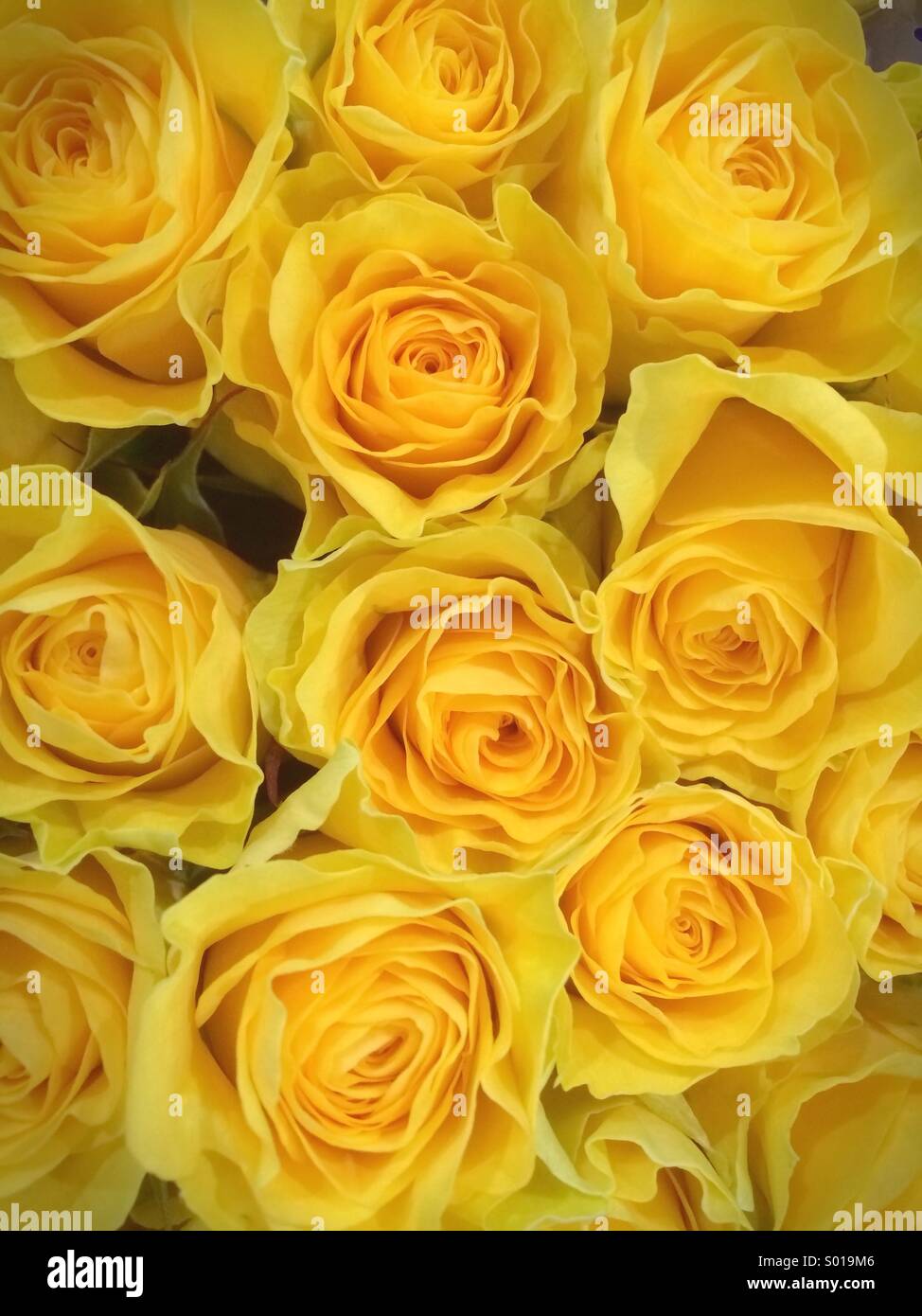 Un bouquet de roses jaunes Banque de photographies et d’images à haute ...