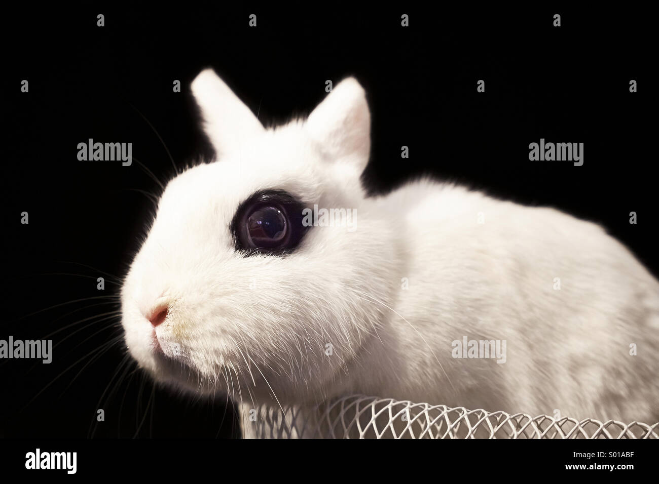 Lapin Blanc Avec Lapin Noir Banque d'image et photos - Alamy