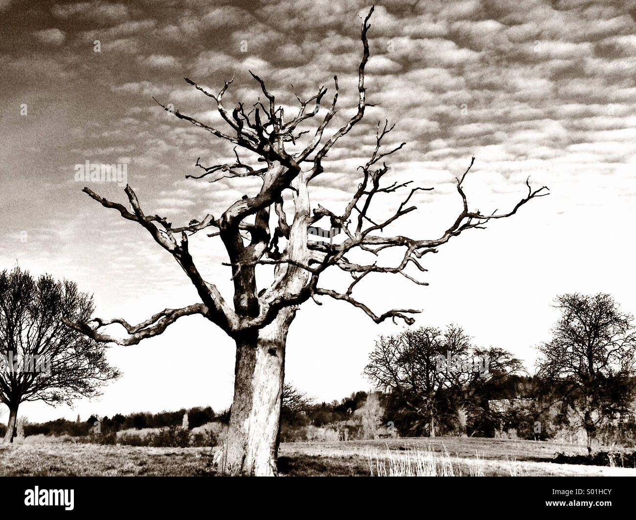 Mort d'arbre Banque de photographies et d’images à haute résolution - Alamy