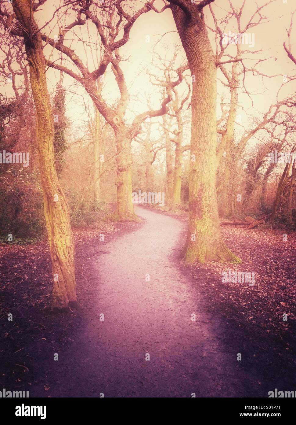 Chemin Dans La Foret Banque d'image et photos - Alamy