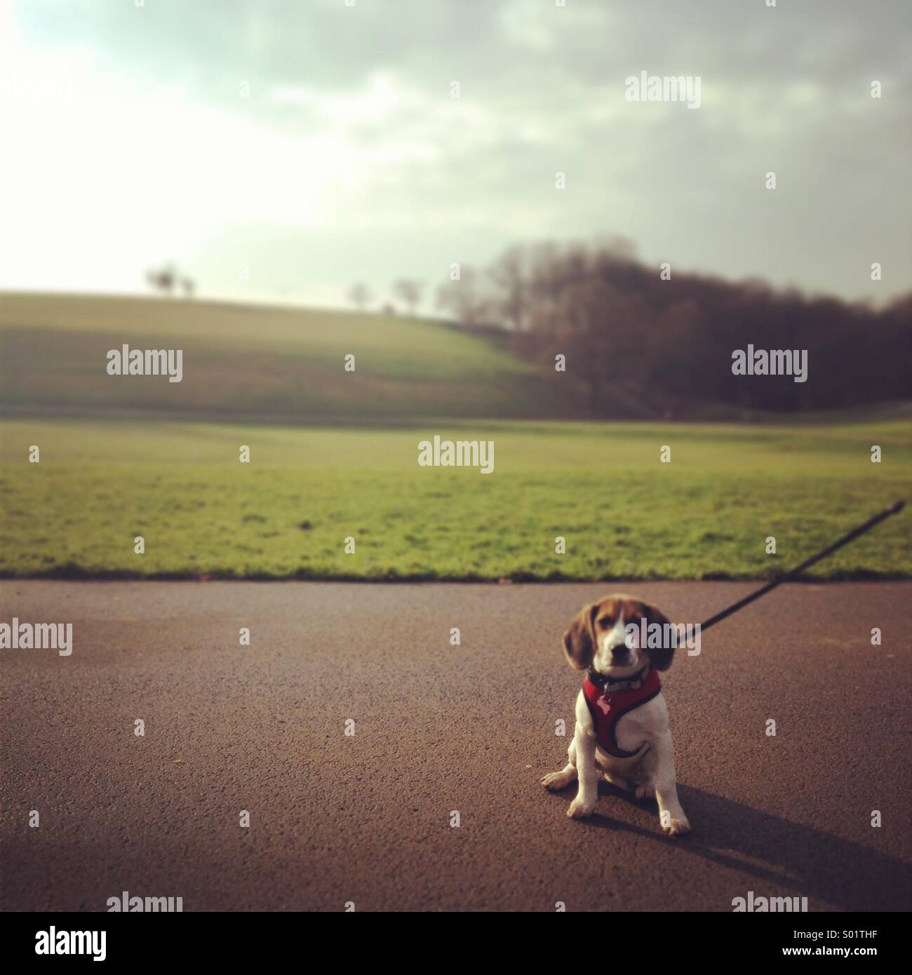 Chiot beagle Banque de photographies et d’images à haute résolution - Alamy