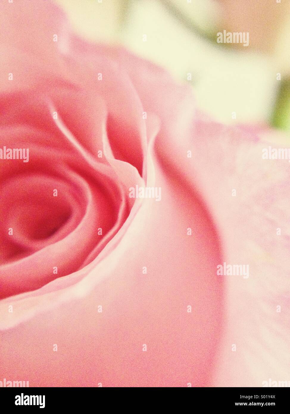 Mur De Rose Banque d'image et photos - Alamy