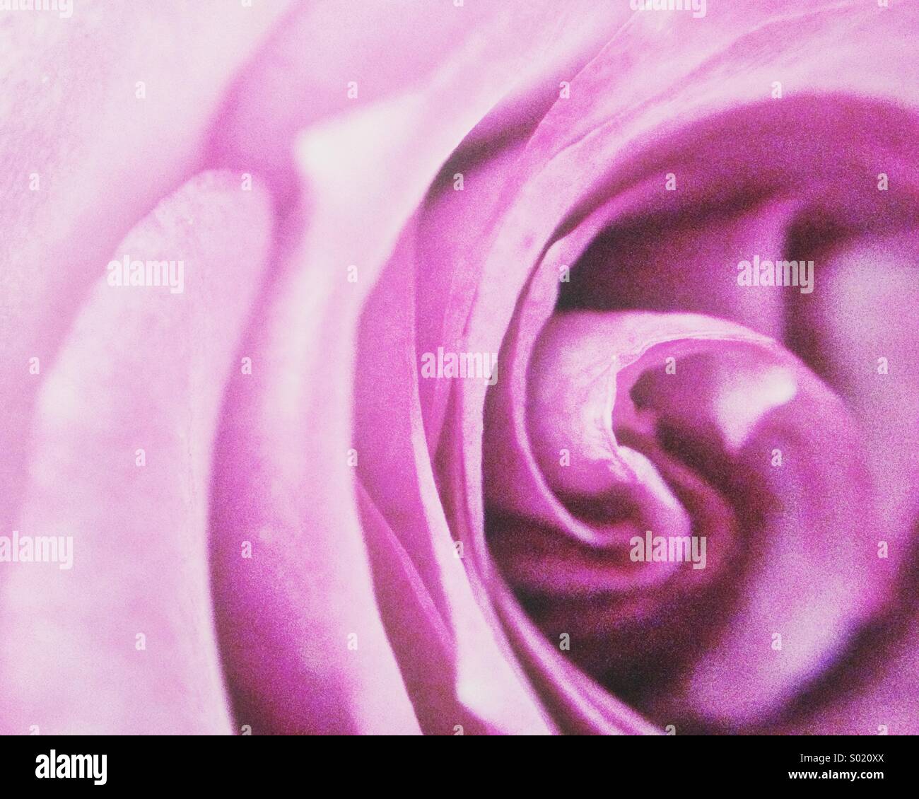 Rose Mauve Banque d'image et photos - Alamy