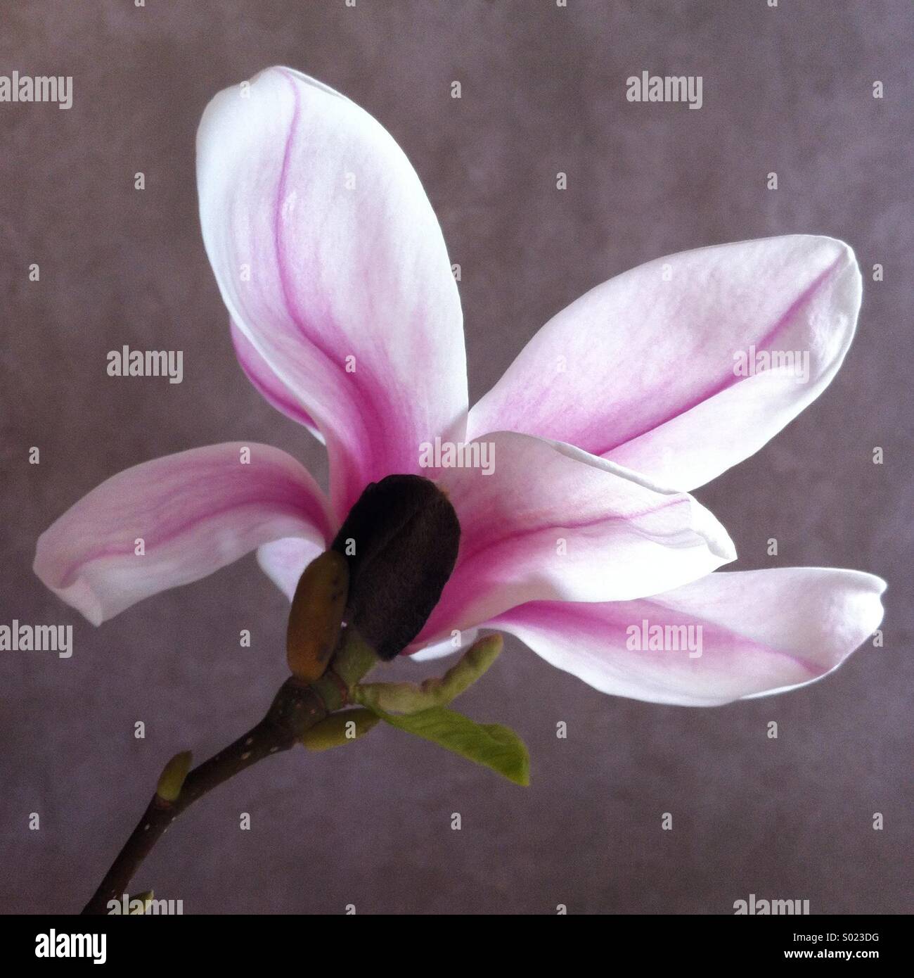 Magnolia en pleine floraison Banque de photographies et d’images à ...