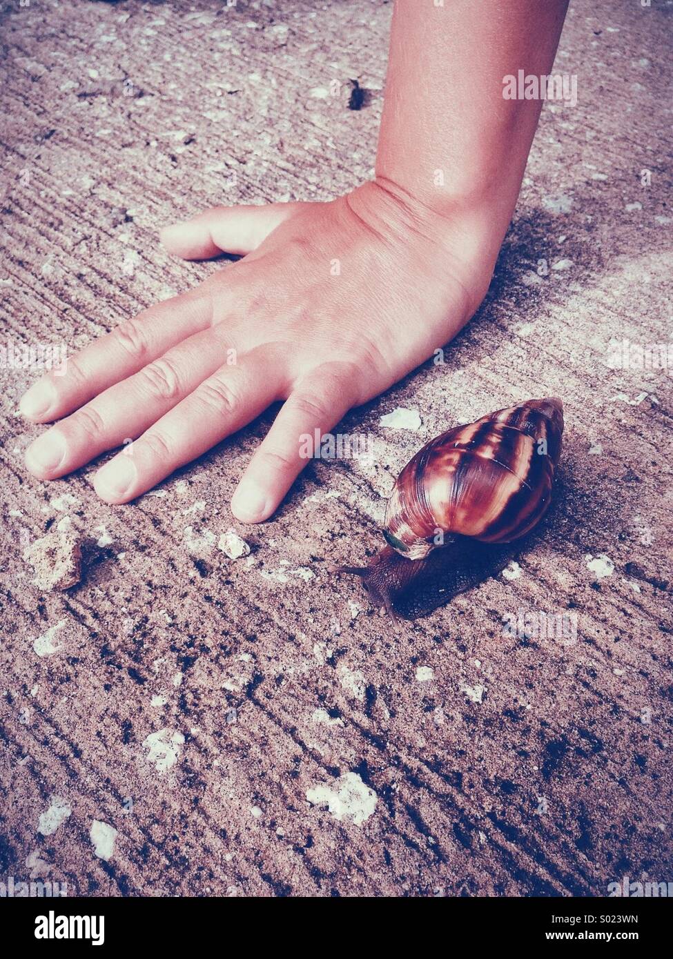 Snails race Banque de photographies et d’images à haute résolution - Alamy