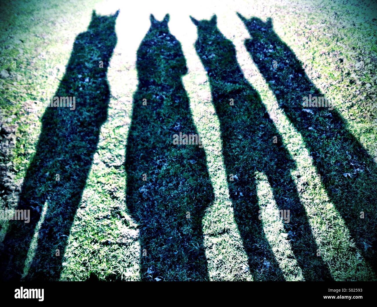 Personnes ombres Banque de photographies et d’images à haute résolution ...