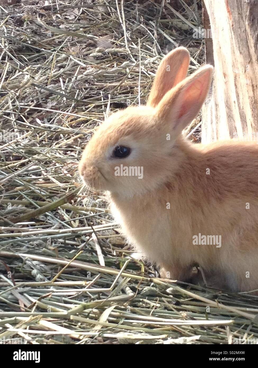 Bébé lapin trop mignon Banque de photographies et d’images à haute résolution - Alamy