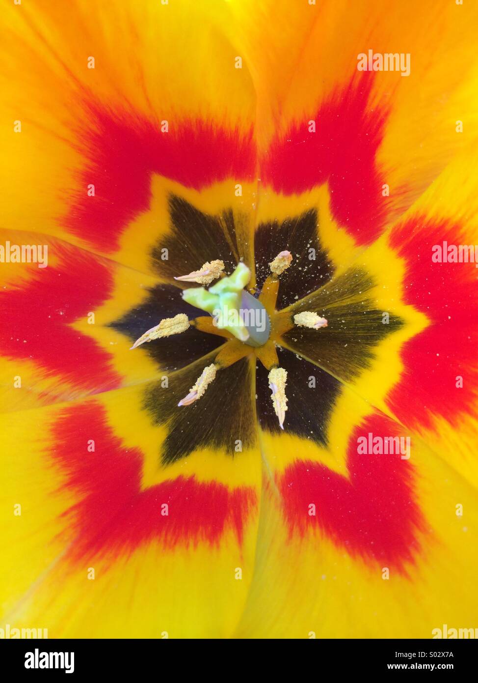 Fleur jaune et rouge Banque de photographies et d’images à haute ...