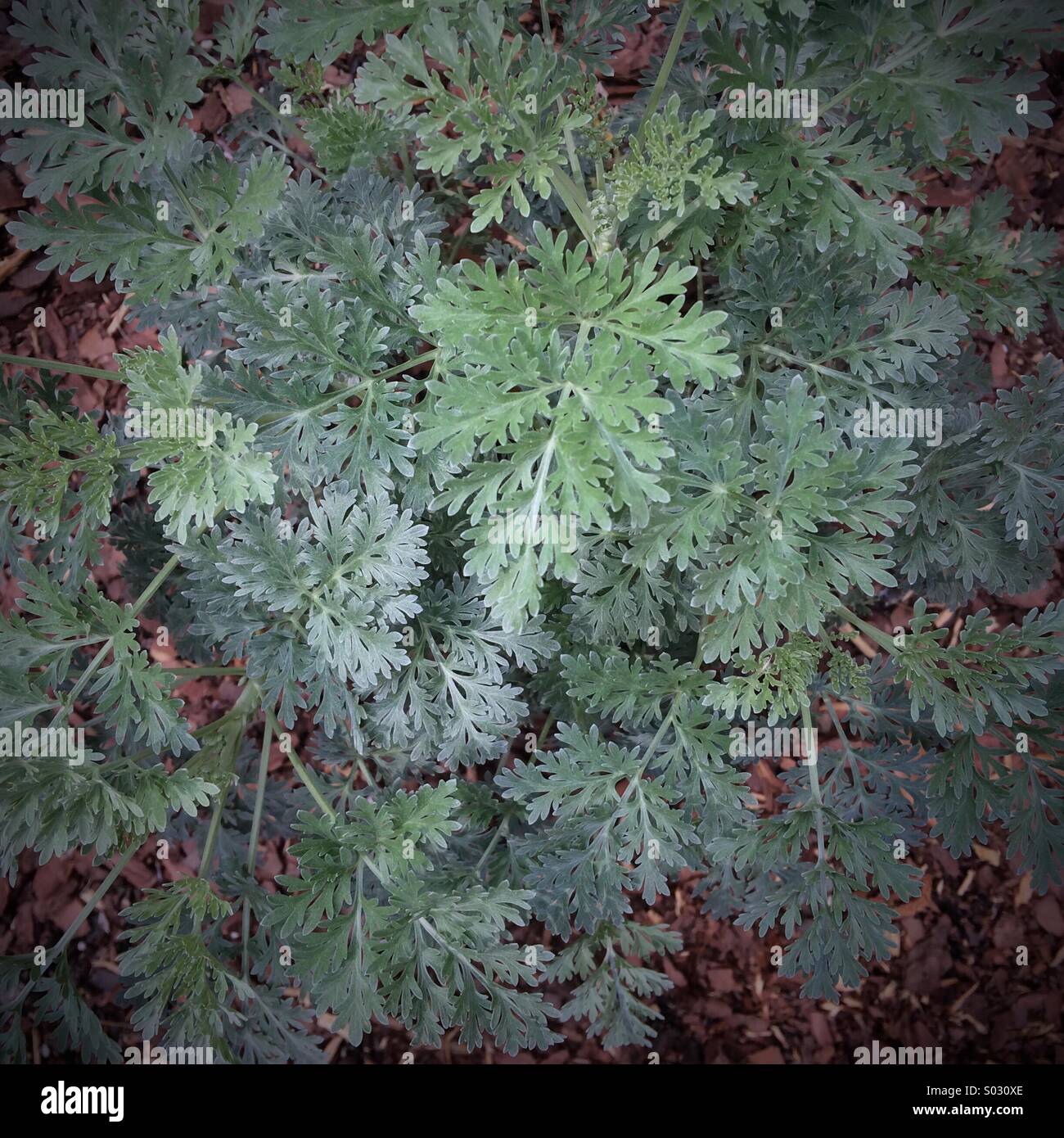 Absinthe plant Banque de photographies et d’images à haute résolution ...