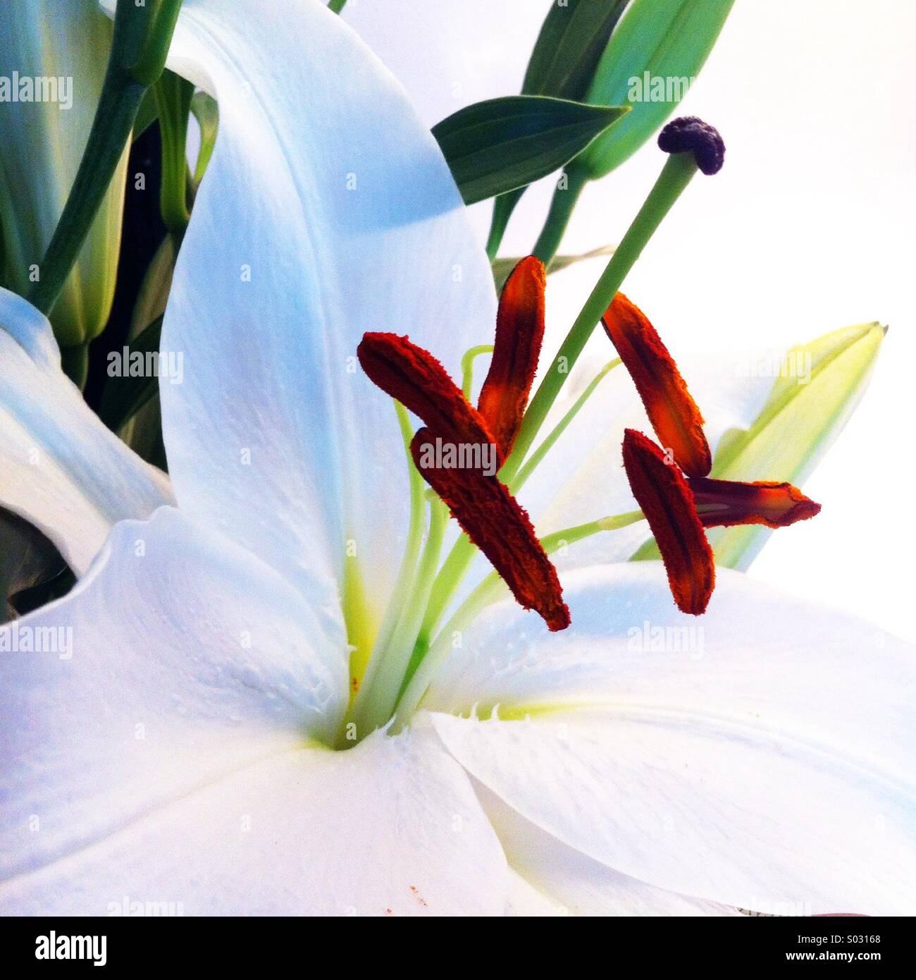 Fleur de lys blanc Banque de photographies et d’images à haute résolution - Page 2 - Alamy
