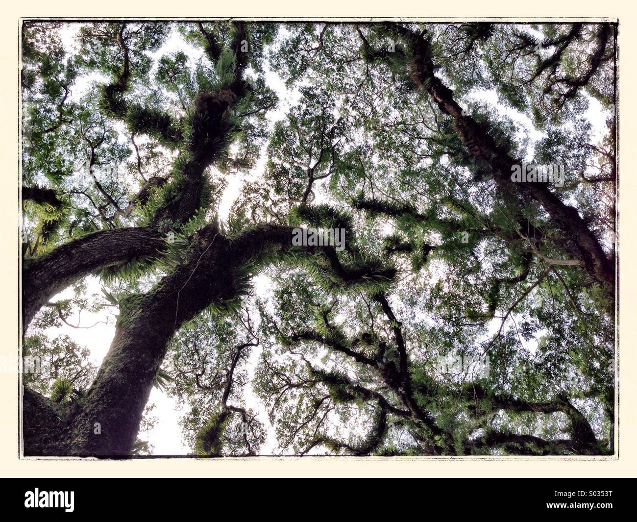 Canopée de la forêt tropicale Banque de photographies et d’images à ...