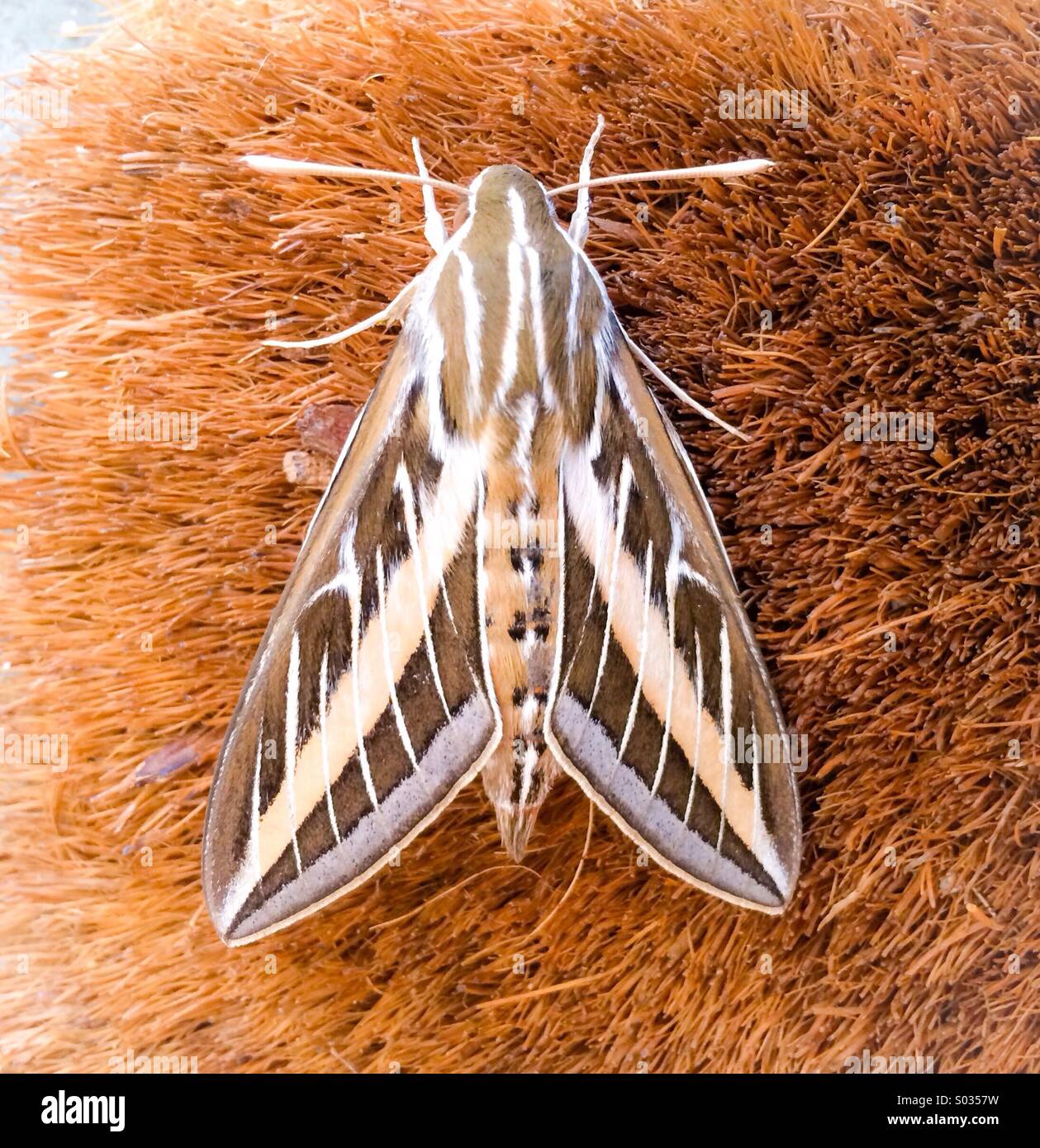 Sphinx moth Banque de photographies et d’images à haute résolution - Alamy