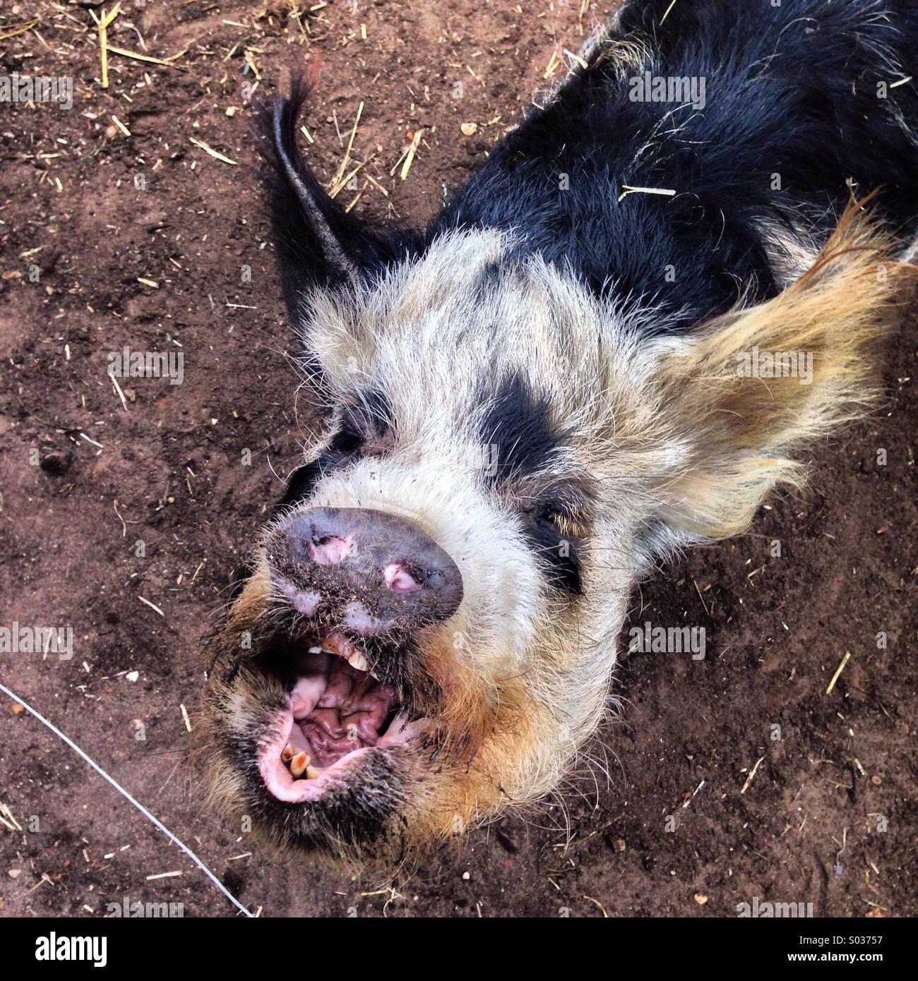 Cochon qui rit Banque de photographies et d’images à haute résolution ...