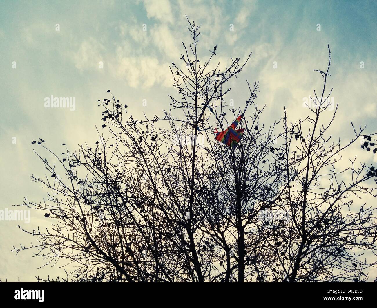 Arbre volant Banque de photographies et d’images à haute résolution - Alamy
