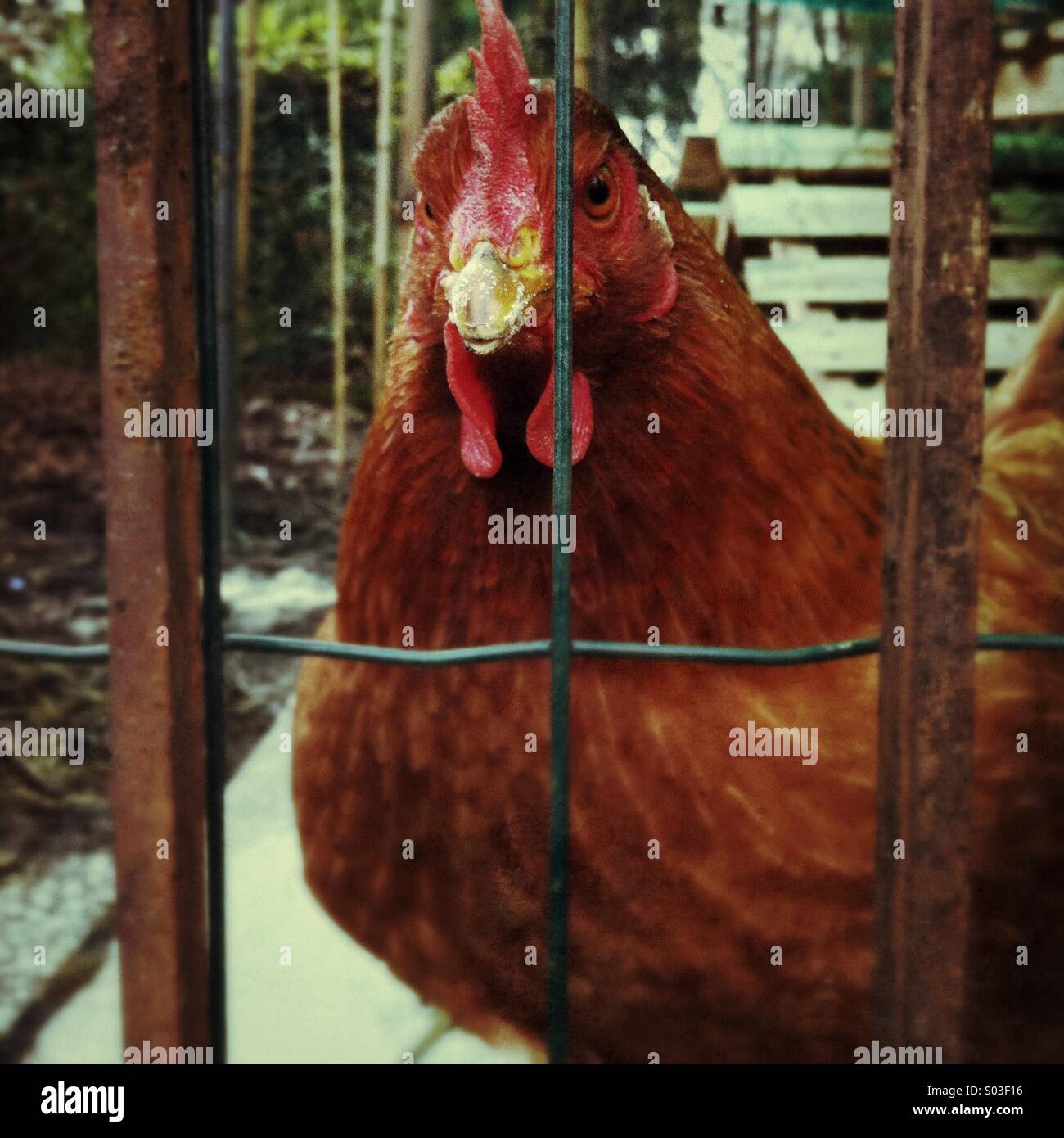 La poule de pays Banque de photographies et d’images à haute résolution ...