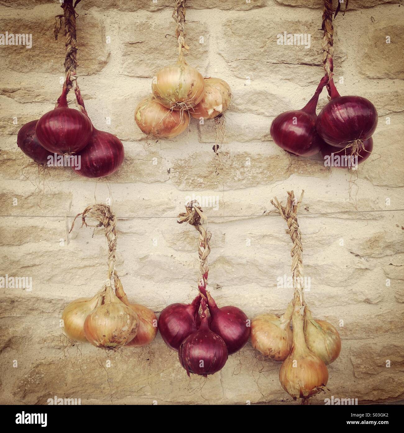 Onion bunches Banque de photographies et d’images à haute résolution ...