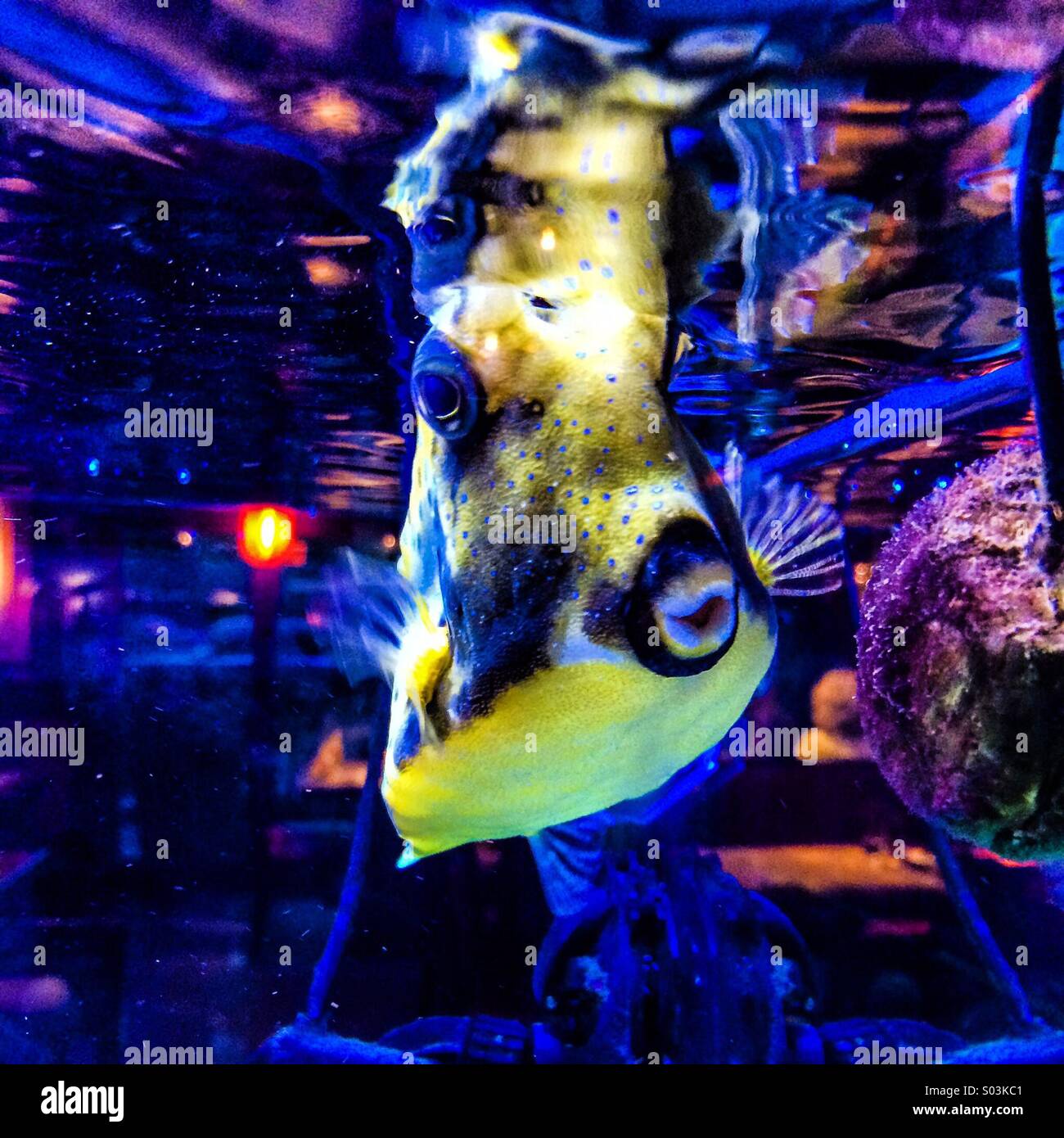 Poissons chinois Banque de photographies et d’images à haute résolution ...