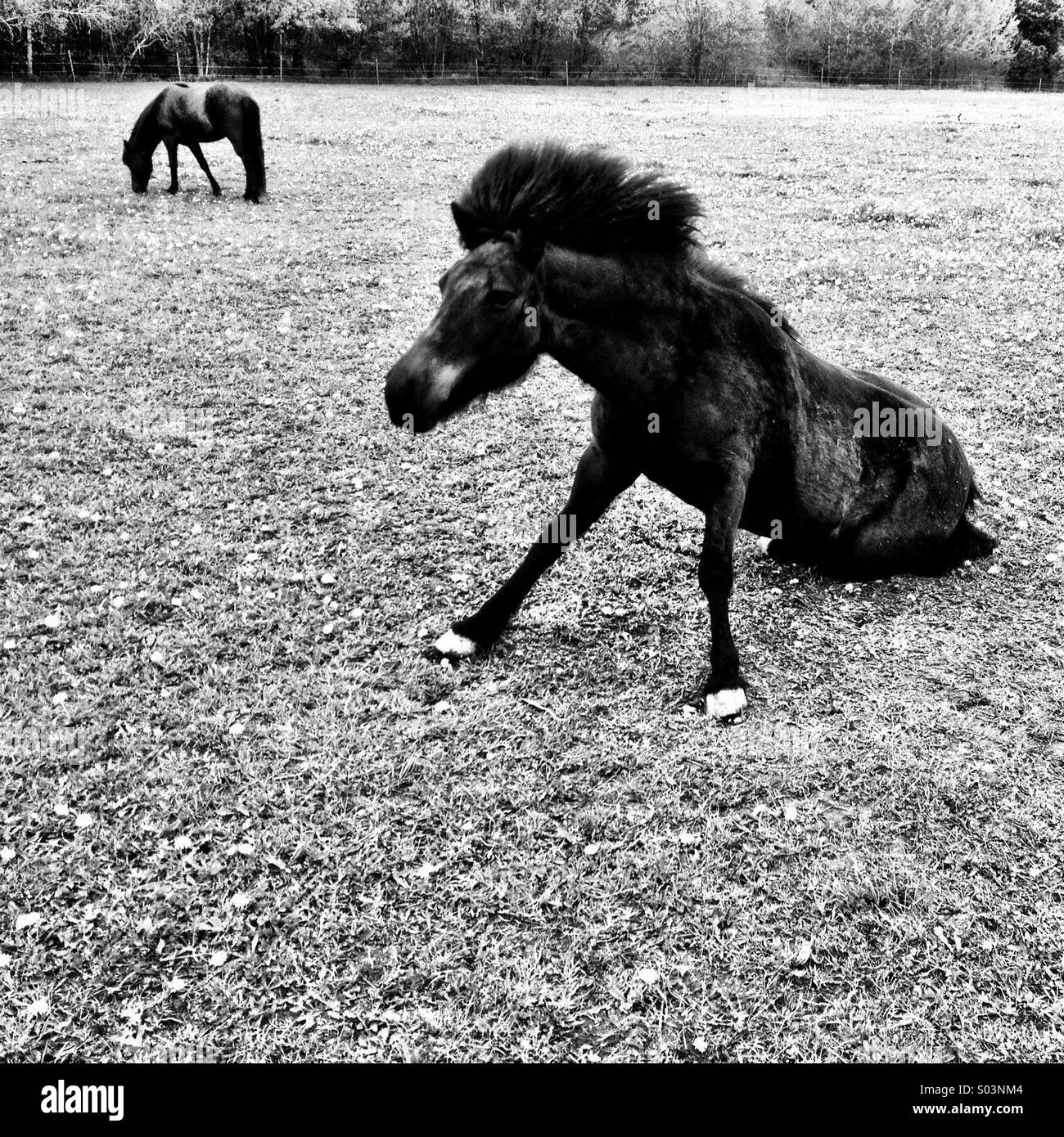 Cheval assis Banque d'images noir et blanc - Alamy