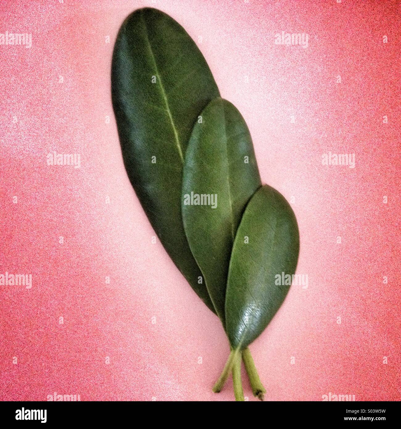 Feuilles de rhododendron vert Banque de photographies et d’images à ...