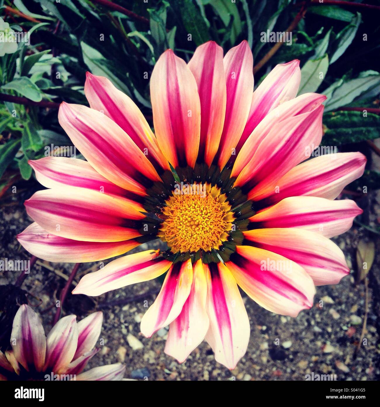 Rose feu Banque de photographies et d’images à haute résolution - Alamy