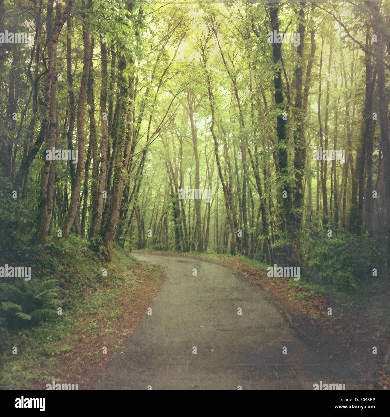 Petite route à travers une forêt luxuriante après la pluie de printemps ...