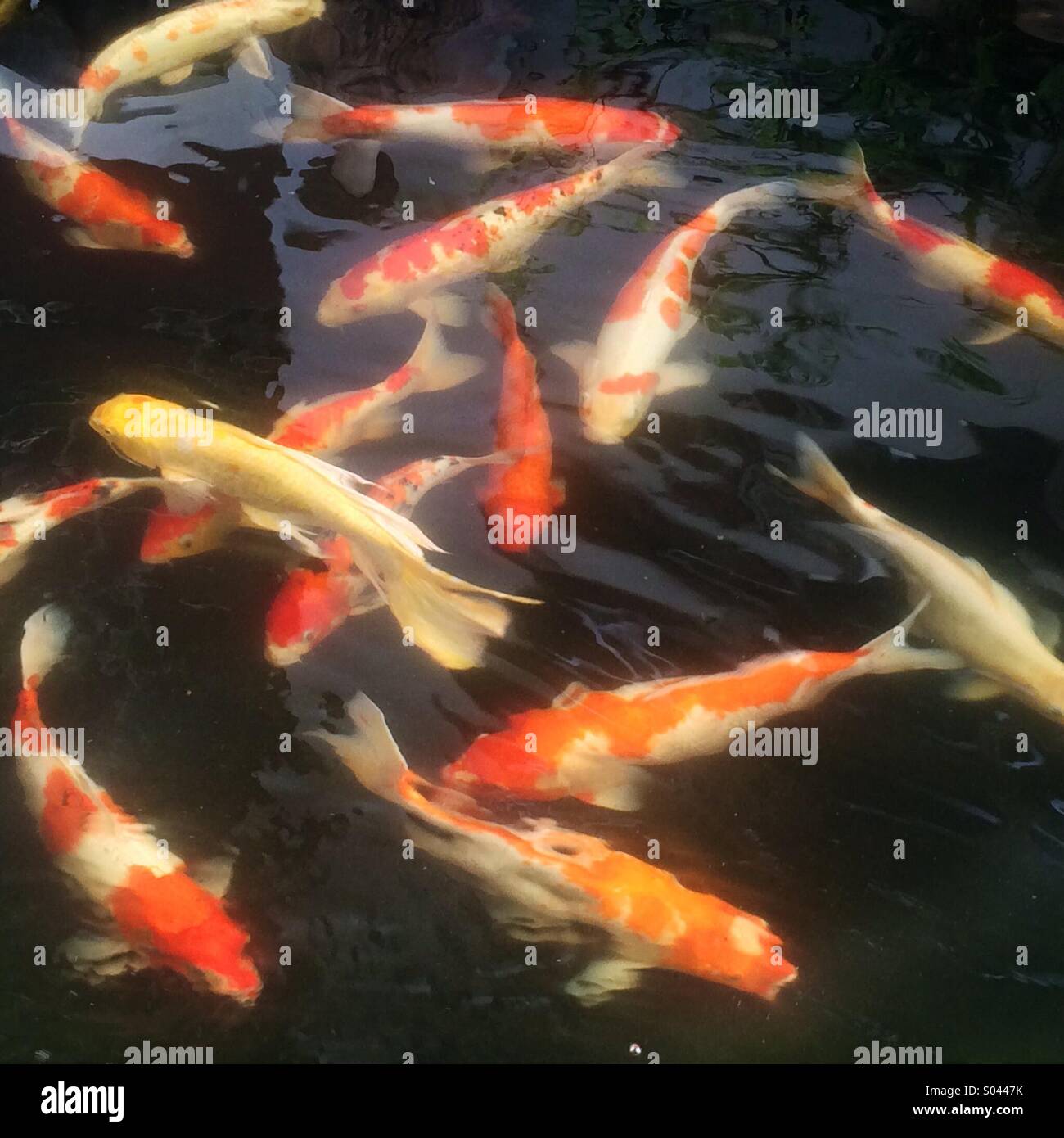 Beautiful fish Banque de photographies et d’images à haute résolution ...