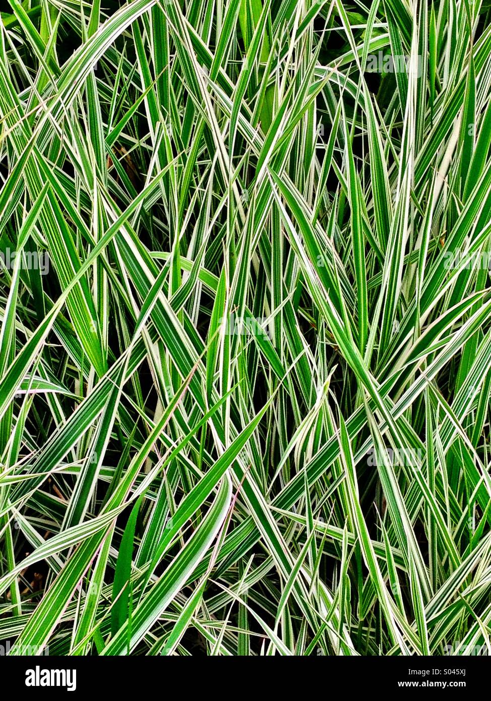 Couper des roseaux Banque de photographies et d’images à haute ...
