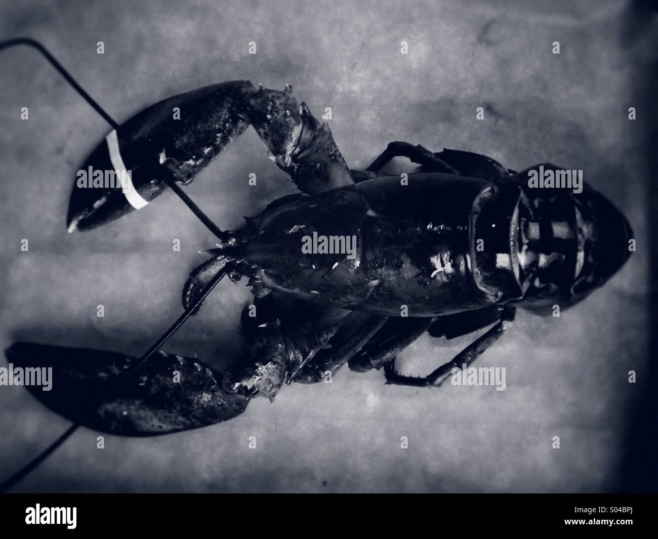 Homard noir et blanc Banque de photographies et d’images à haute ...